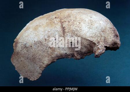 PALEOLITHIC FAUNA BONE REMAINS: SKULL FROM OF A NEANDERTHAL CHILD, FROM ...