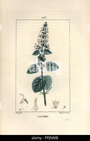 Catmint or catnip, Nepeta cataria. Handcoloured lithograph by Hanhart ...