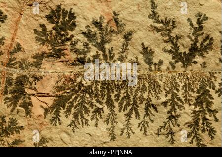 FOSSIL OR PSEUDOFOSSIL: DENDRITAS OF PIROLUSITA. (MINERAL GROWTH Stock ...