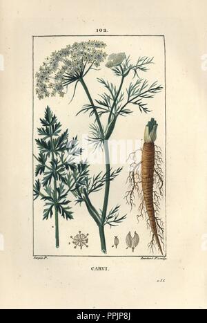 Botanical drawing of caraway Stock Photo - Alamy