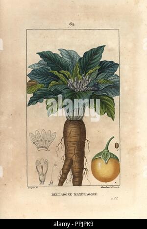 Mandrake root (Mandragora officinarum) one of many different Mandrake ...