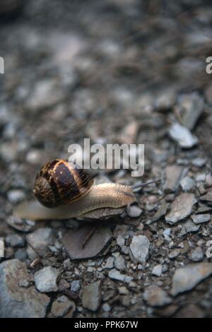 Common garden snail on path Stock Photo - Alamy