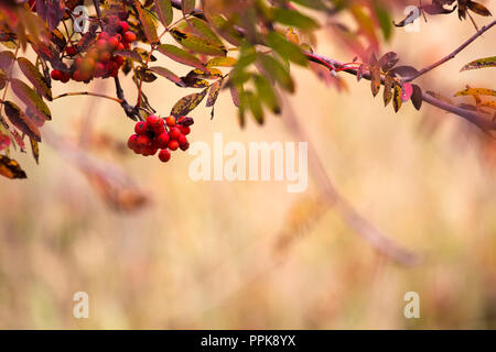 Autumn rowanberry tree with red leaves Stock Photo - Alamy