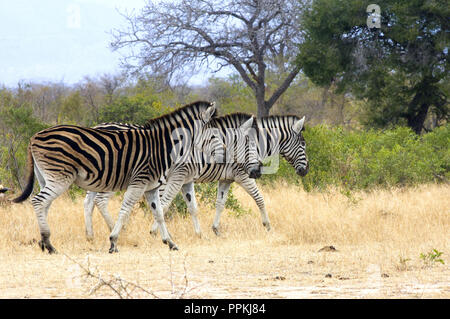 Zebra's three alert animal walking across grassland savanna plateau ...
