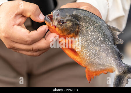 Piranha with mouth open showing teeth against black background Stock ...