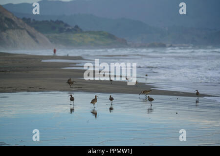 Stormy ocean and Willet bird on the beach Stock Photo - Alamy