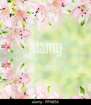 Beautiful pink Alstroemeria flower on a green background. Place for ...