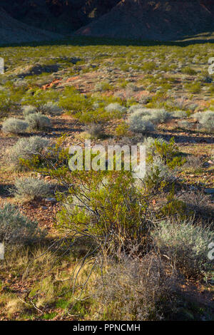 Creosote bush desert at Redstone, Lake Mead National Recreation Area ...