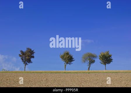 Usseln, Germany - Plowed sunlit field with row of trees in the distance ...