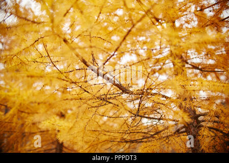 Wonderful autumn background with yellow trees and sun. Colorful foliage ...