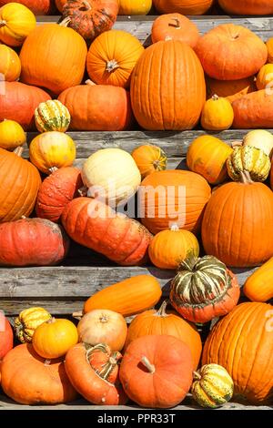lots of pumpkins Stock Photo - Alamy
