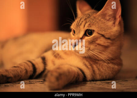 My cat Mr. Puccini Stock Photo - Alamy