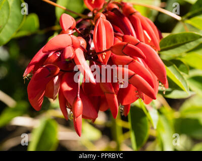 Red, waxy pea flowers of the tender to half hardy cockspur coral tree ...