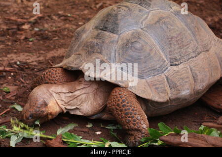 Tortoise shell, Chester zoo Stock Photo - Alamy