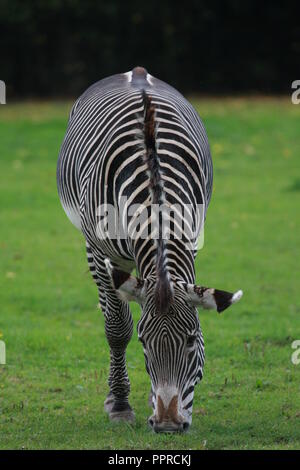 Zebra Chester zoo Stock Photo - Alamy