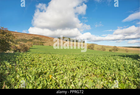 Turnip crop growing in field under protective sheeting Alderton ...