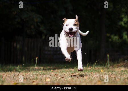 running American Bulldog Stock Photo - Alamy