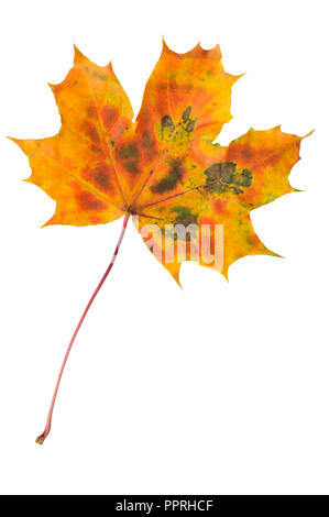 Autumn leaf isolated on white background Stock Photo - Alamy