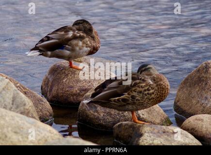 Two tired ducks sleeping on a riverside Stock Photo - Alamy