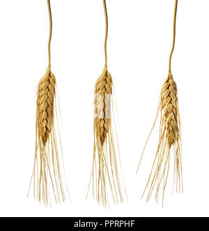 Stalks of golden wheat grain isolated on white background Stock Photo ...