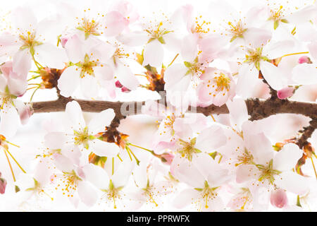 Cherry blossom in Sheffield's botanical gardens marking the start of ...