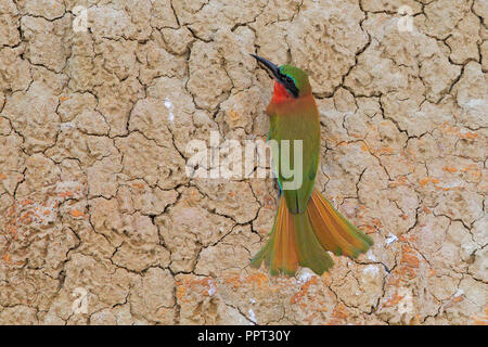 Merops Bullocki (Red-throated bee-eater), Niokolo Koba National Park ...