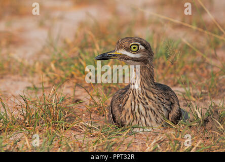 Water Dikkop, Burhinus vermiculatus, in the stone nature habitat ...