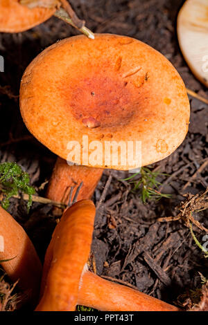 Birch Milkcap Lactarius tabidus mushroom or toadstool fruiting body ...