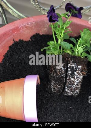 Seedlings are ready for planting in the spring Stock Photo - Alamy