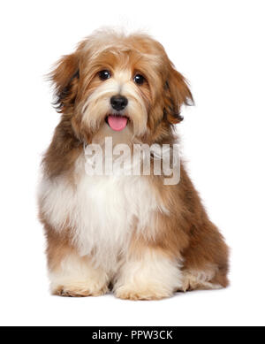 Cute happy red parti colored havanese puppy dog is standing, isolated ...