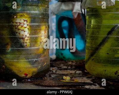 Biological Specimen. A laboratory specimen of a snake preserved in a ...
