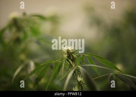 marijuana flower blooming medical cannabis plant Stock Photo - Alamy