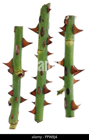 Three twigs real stem of a rose with large sharp spikes. Isolated on ...
