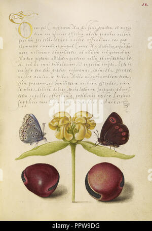 Moths, Jerusalem Sage, and Beans Stock Photo - Alamy