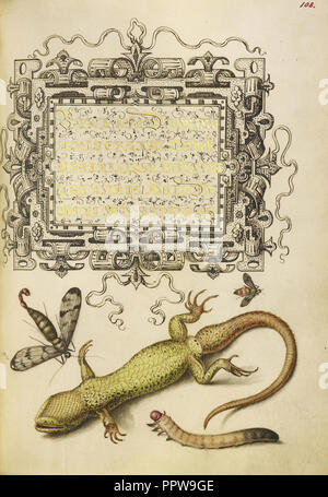 Scorpionfly, Insect, Lizard, and Insect Larva Stock Photo - Alamy