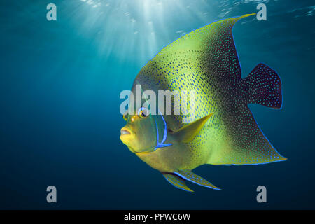 Semicircle Angelfish, Pomacanthus semicirculatus, Christmas Island ...