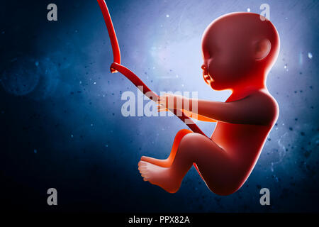 Ultrasound of the uterus and female reproductive system in clinic Stock ...