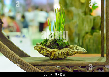 Small tree, cultivated with thai technique of bonsai Stock Photo - Alamy