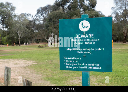 A sign warning of swooping Magpie birds nearby. Australian male Magpies ...