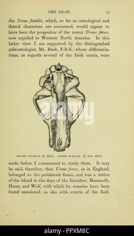 British animals extinct within historic times Stock Photo - Alamy