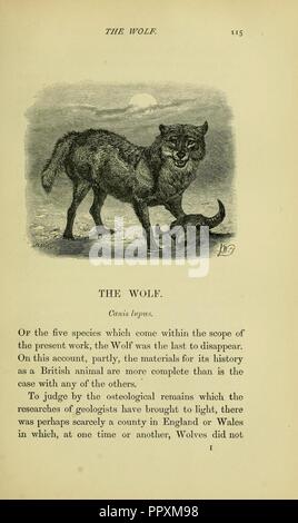British animals extinct within historic times Stock Photo - Alamy