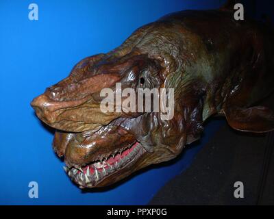 A shark in Rhodes aquarium Greece Stock Photo - Alamy