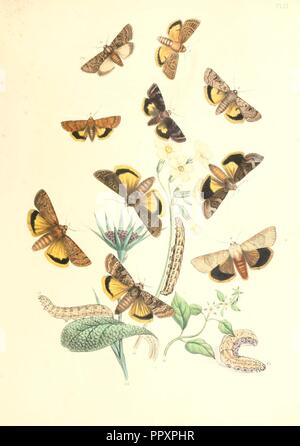 British moths and their transformations (Pl. 21) (9213776915 Stock ...