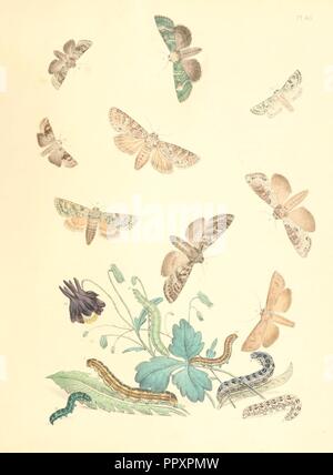 British moths and their transformations (Pl. 40) BHL35390920 Stock ...