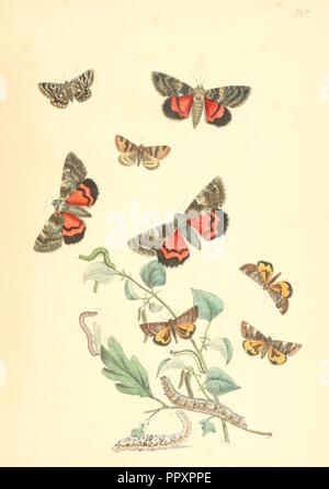 British moths and their transformations (Pl. 56) (9213813655 Stock ...