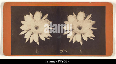 Flower, about 1880, Albumen silver print. Reimagined by Gibon. Classic ...