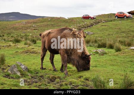 European bison Bison bonasus Highland Wildlife Park Scotland UK Stock ...