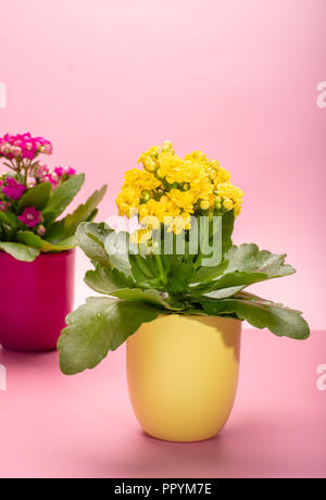 A closeup of Florist Kalanchoe plants growing in sunlight Stock Photo ...
