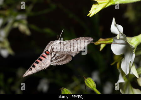 Convolvulus hawk-moth feeding on jasmine tobacco Stock Photo - Alamy