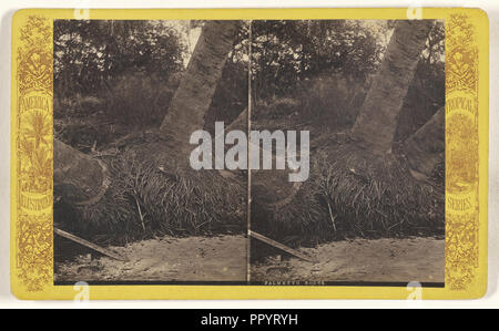 Palmetto Roots. Florida, American, about 1870 - 1880, Albumen silver ...